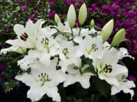 Availability – Oregon Flowers