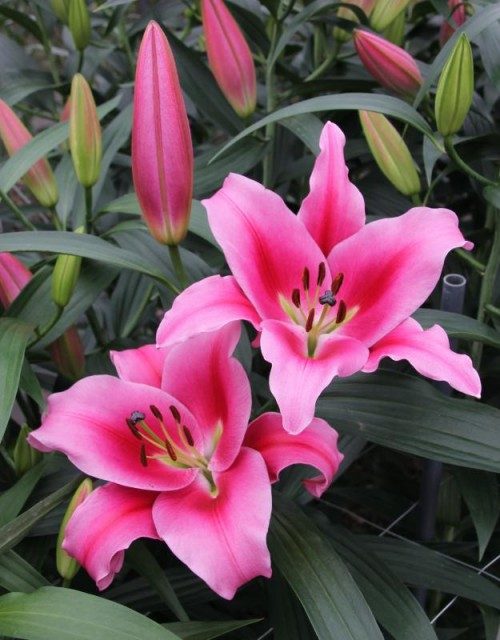Dalian – Oregon Flowers