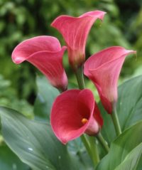 Availability – Oregon Flowers