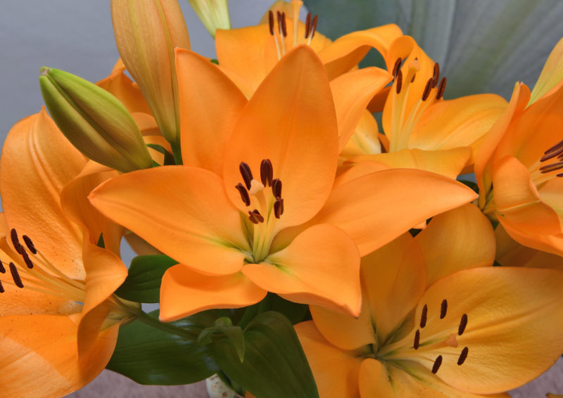 Availability – Oregon Flowers