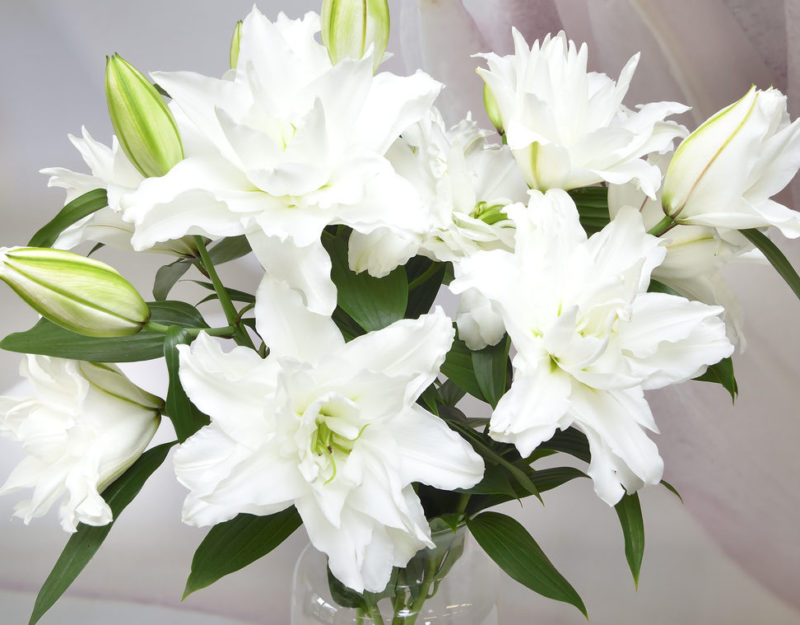 Roselily White – Oregon Flowers