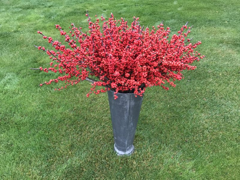 Availability – Oregon Flowers