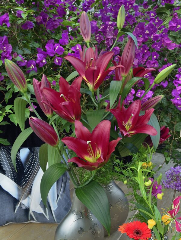Lilies – Oregon Flowers